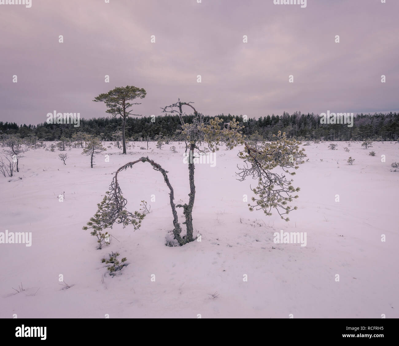 Swamp in winter hi-res stock photography and images - Alamy