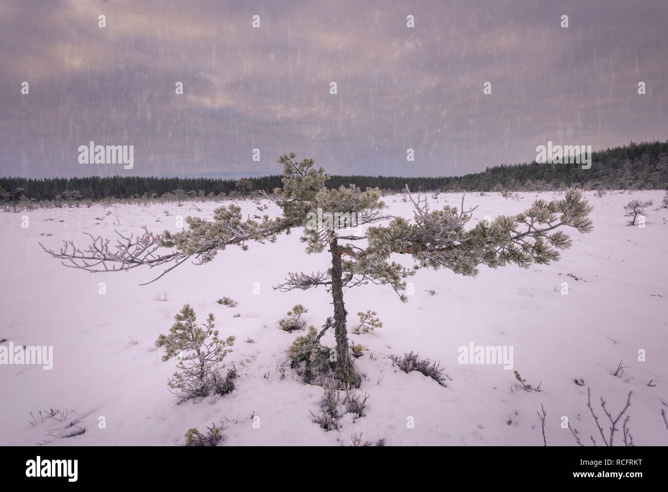 Snow covered swamp in winter Stock Photo - Alamy