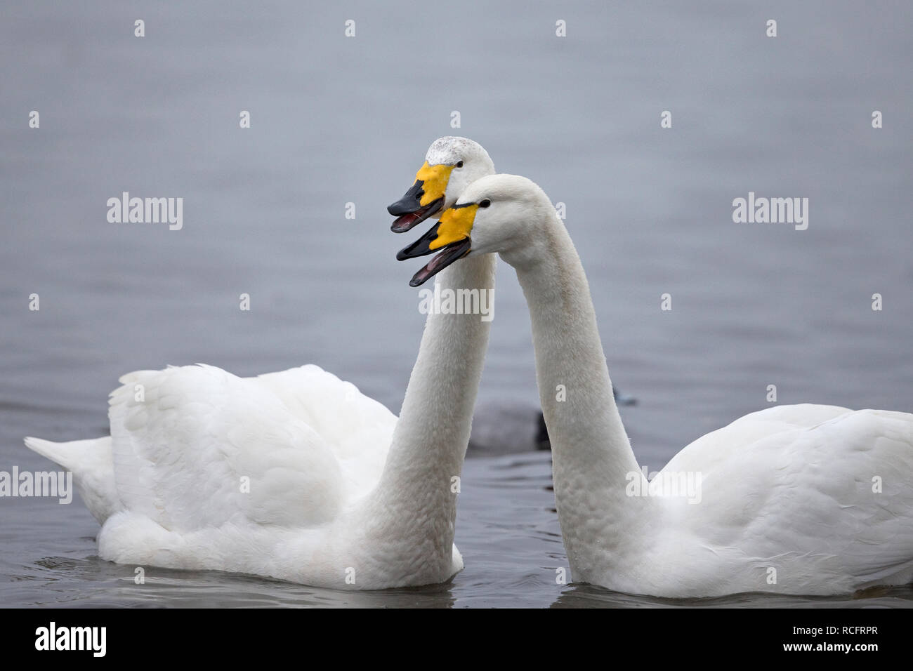 Whooper Swan (Cygnus cygnus Stock Photo - Alamy
