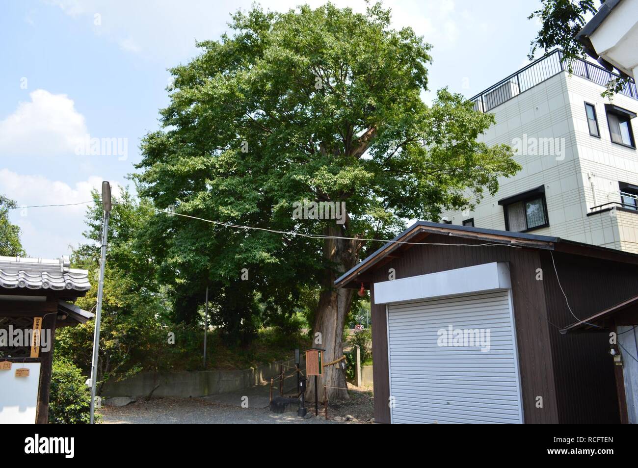 Shinboku hi-res stock photography and images - Alamy