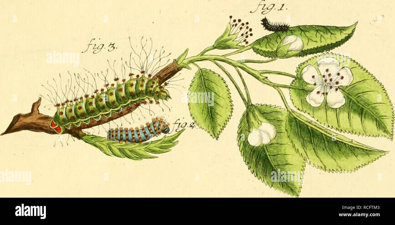. Die Schmetterlinge in Abbildungen nach der Natur. Lepidoptera ...