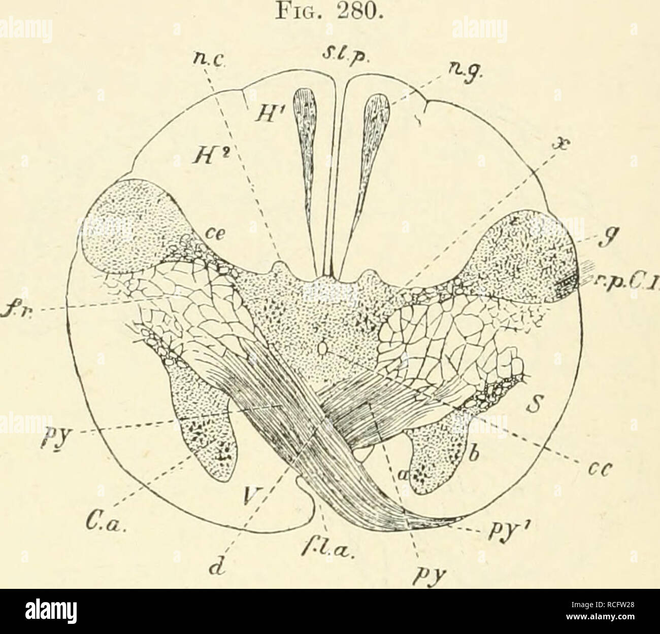 Decussation of pyramids hi-res stock photography and images - Alamy