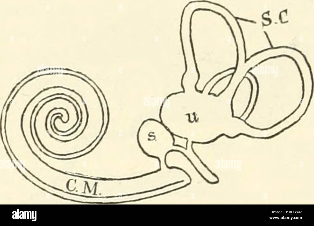 . Elements of human physiology. Physiology. 546 PHYSIOLOGY malleus, so ...