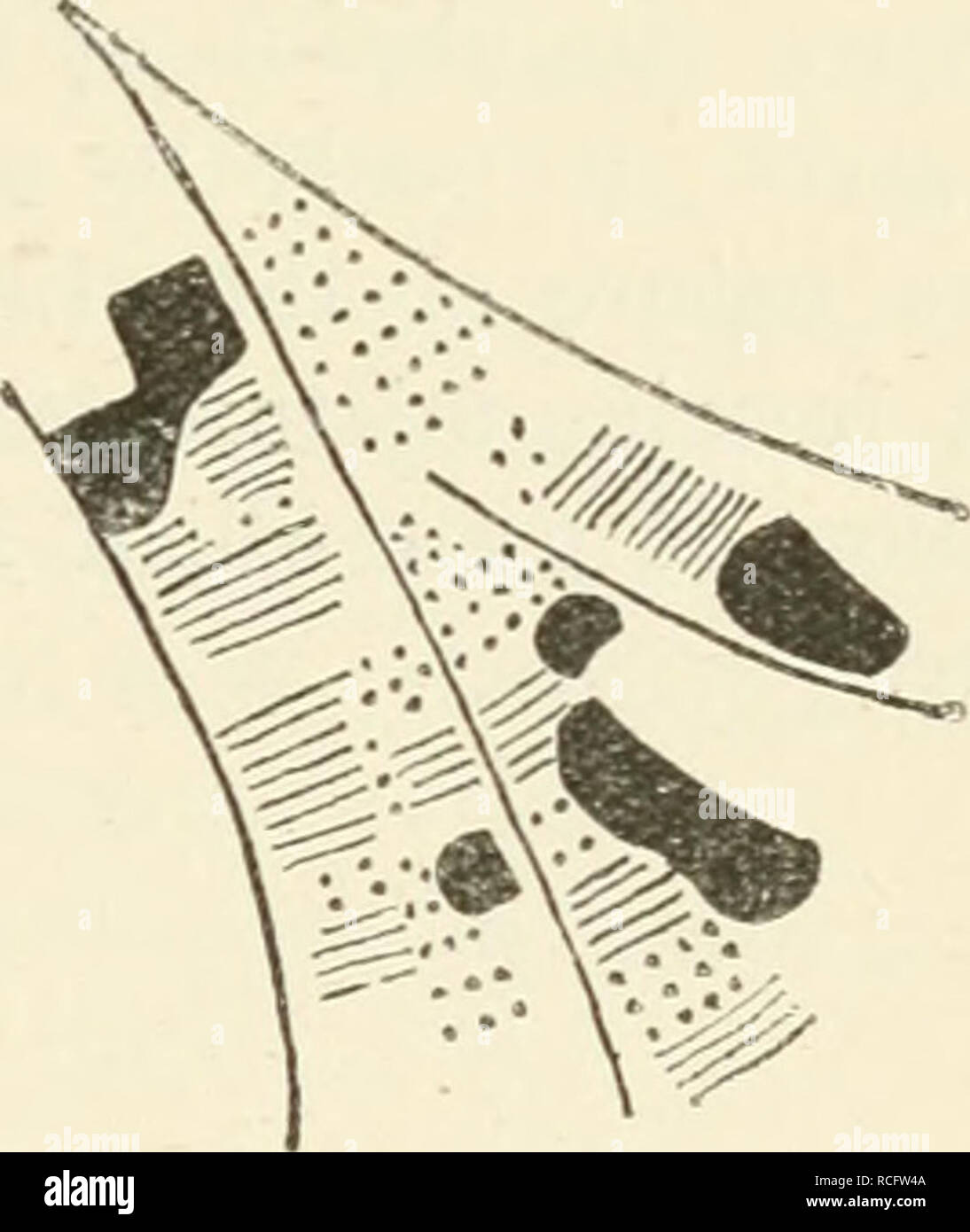 . Elements of human physiology. Physiology. Cold spots. Heat spots ...