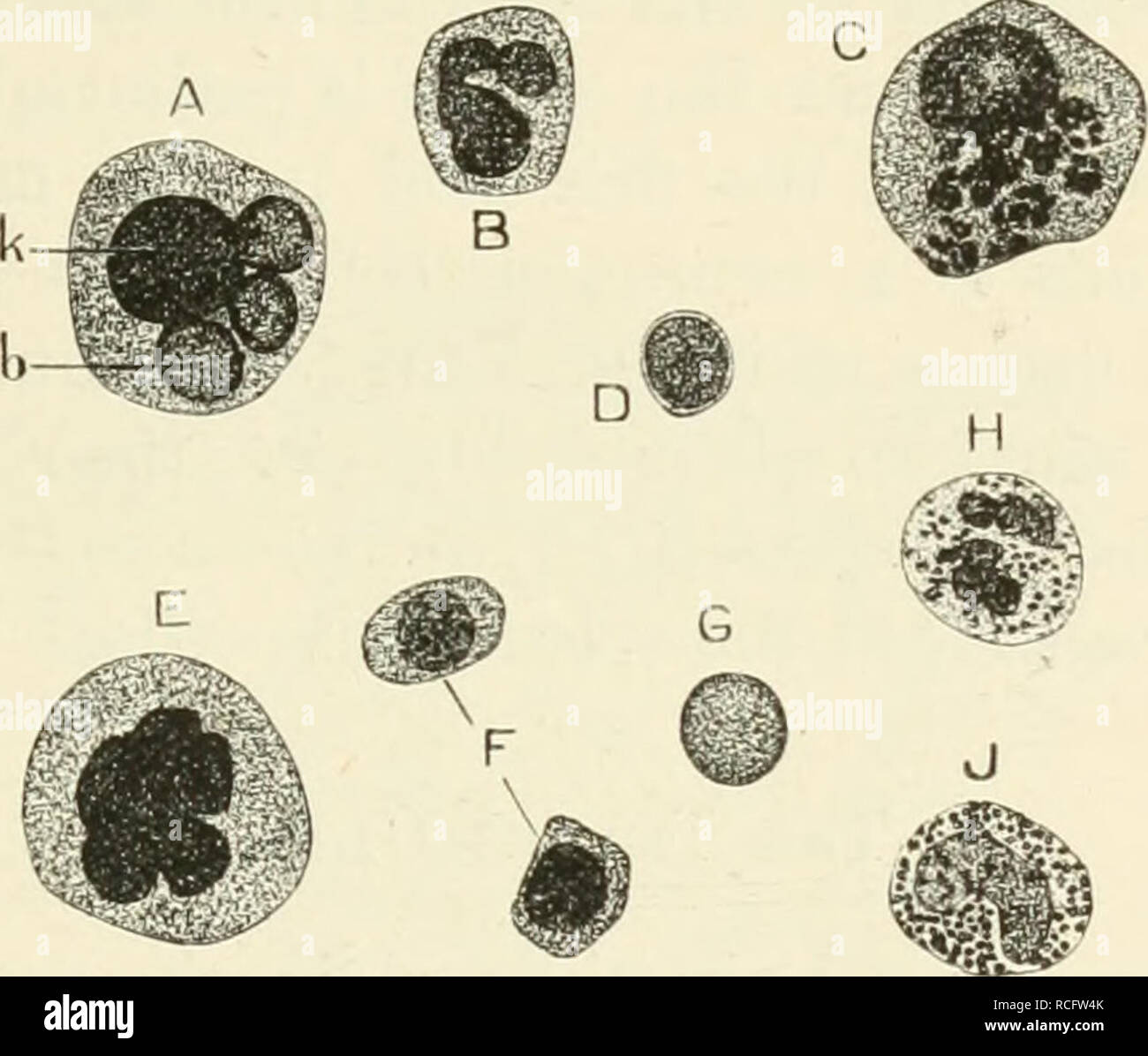 . Elements of human physiology. Physiology. THE DUCTLESS GLANDS 515 a ...