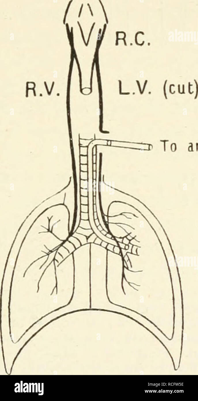 Vagi High Resolution Stock Photography and Images - Alamy