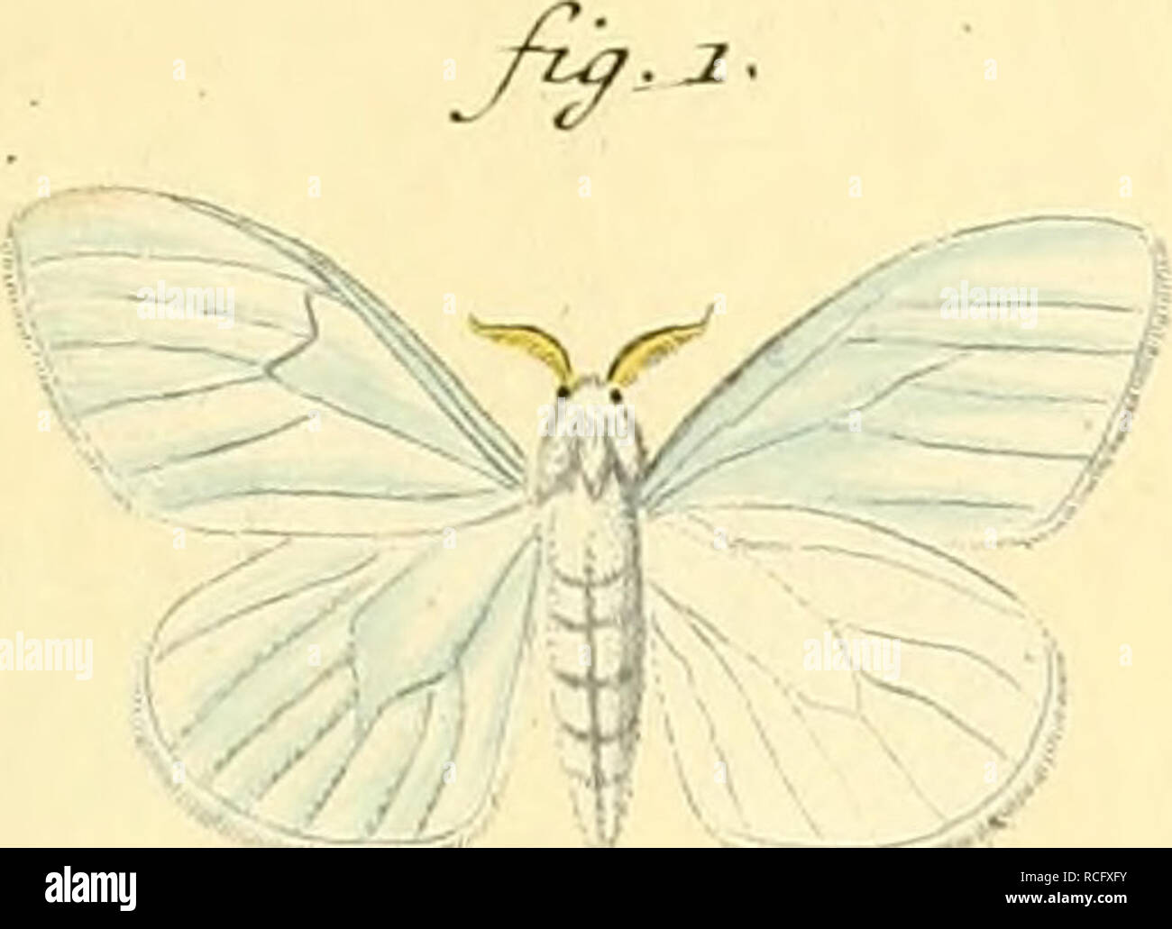 . Die Schmetterlinge in Abbildungen nach der Natur. Lepidoptera ...