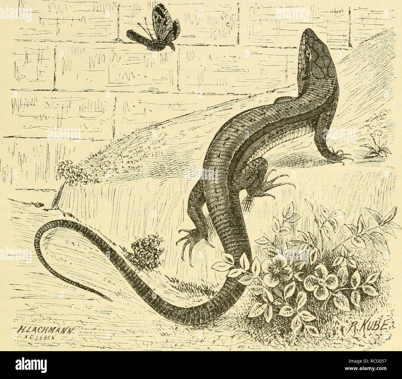 Wellige seiten hi-res stock photography and images - Alamy