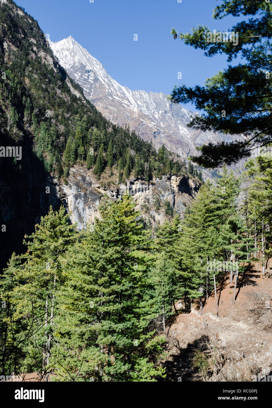 Himalaya forest hi-res stock photography and images - Alamy