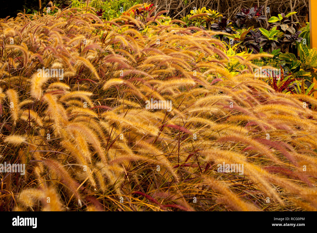 Wheat inside Huaca Pucllana archaelogical site Stock Photo - Alamy