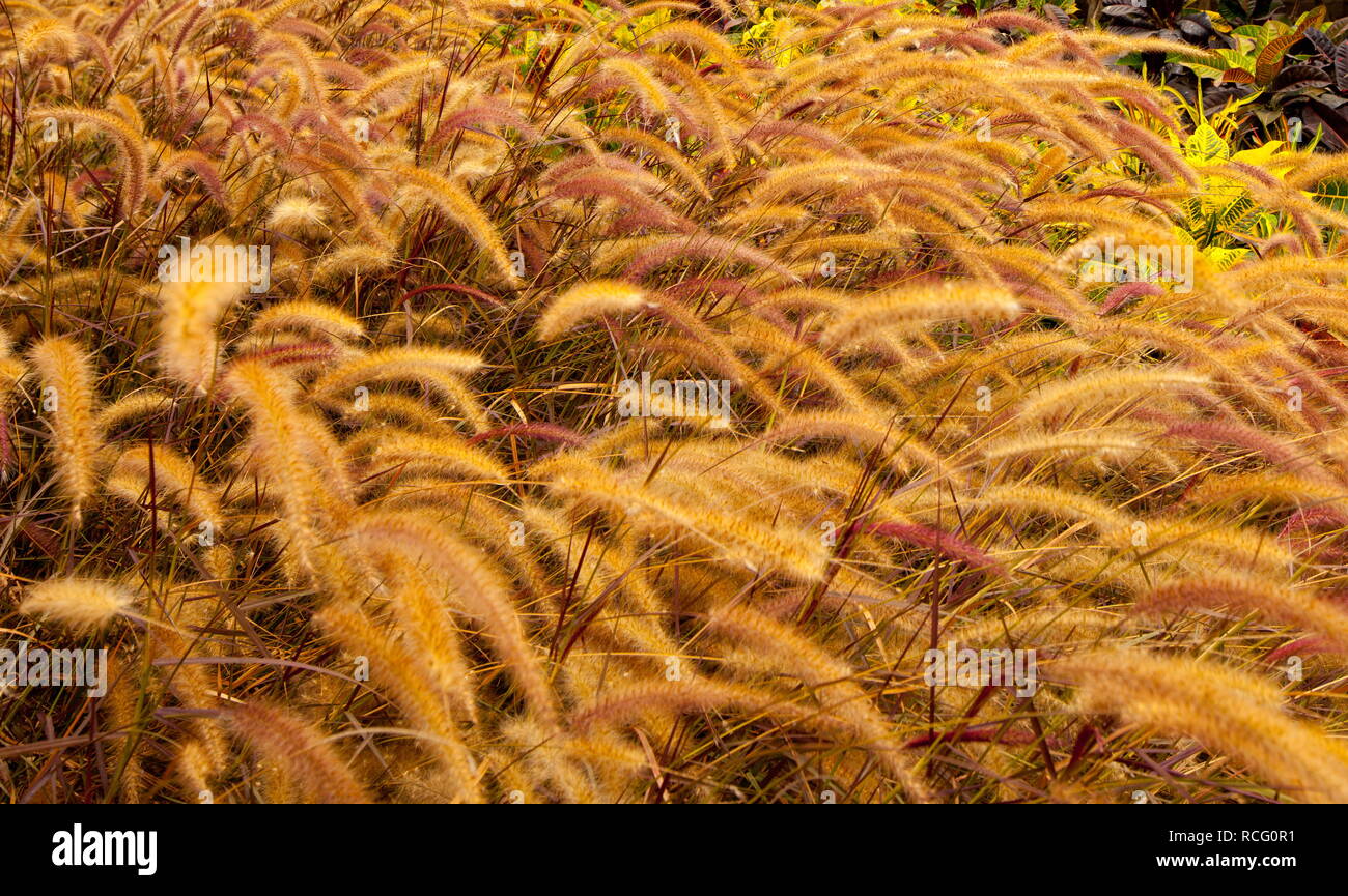 Wheat inside Huaca Pucllana archaelogical site Stock Photo - Alamy