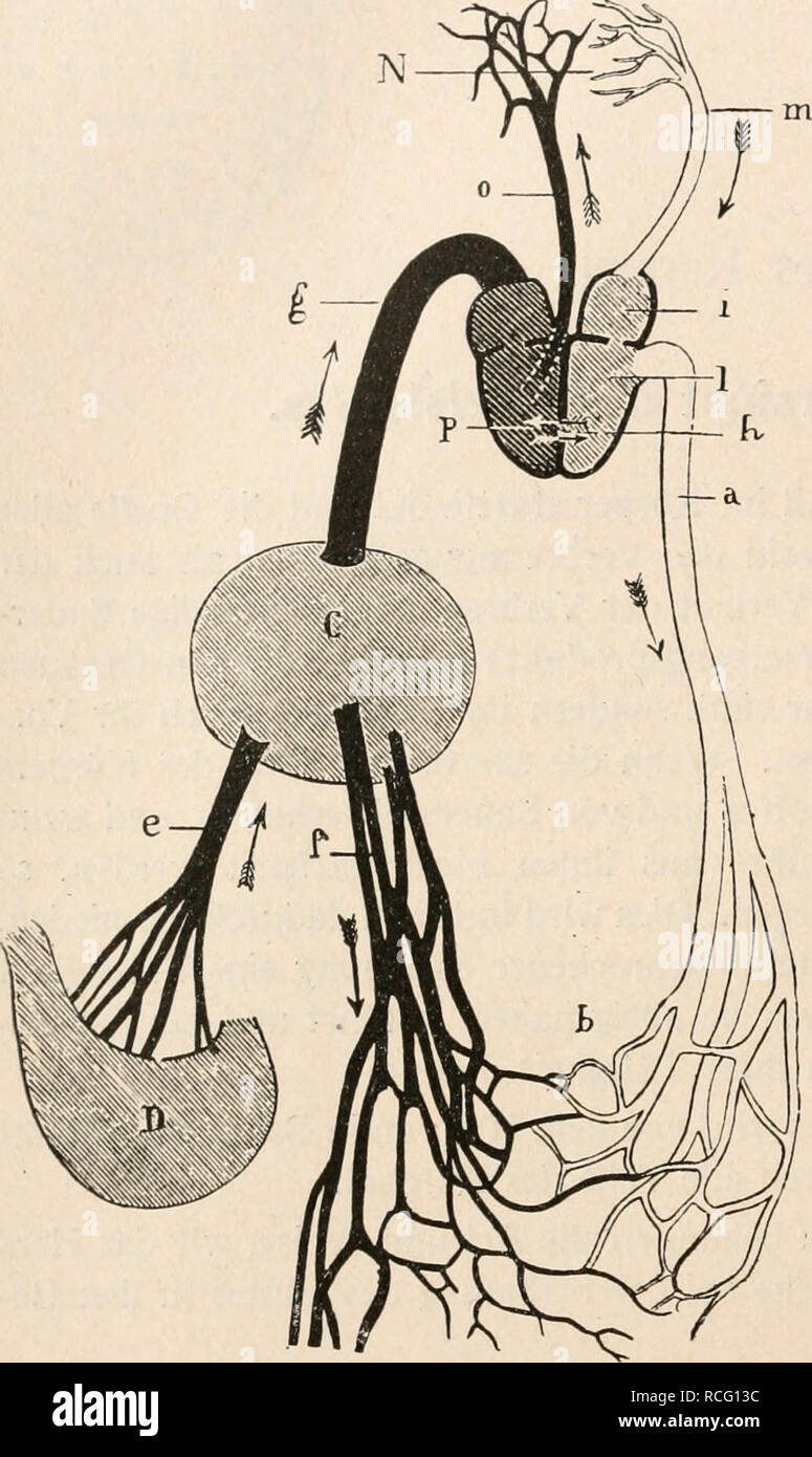. Die Physiologie des Kreislaufes. Cardiovascular system. 4 Allgemeine ...