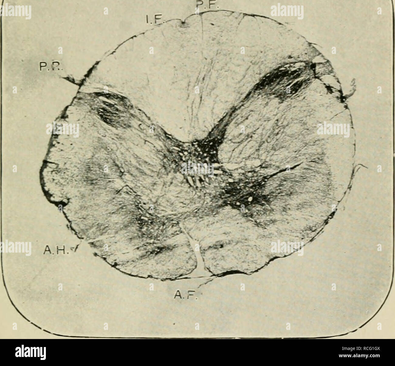 . Elements of histology. Histology. Medulla Oblonga ta. 203 accessory ...