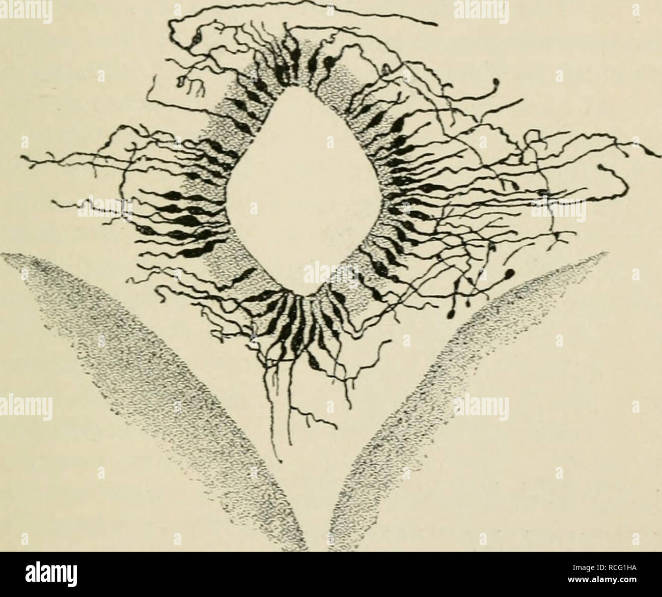 . Elements of histology. Histology. Spinal Cord. 18: divisions of ...