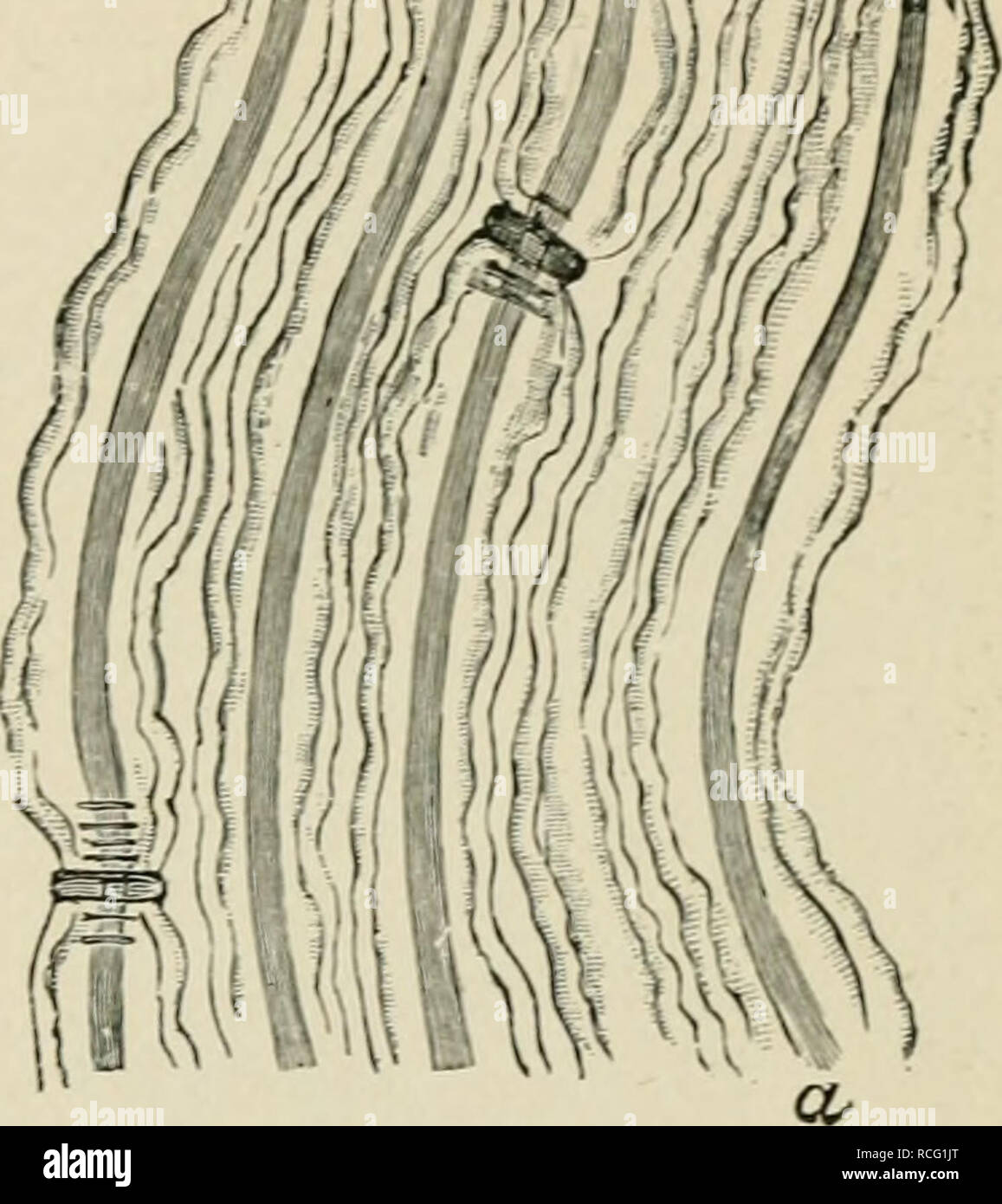 . Elements of histology. Histology. B l^ Fig. 101.—Medullated Xerve ...