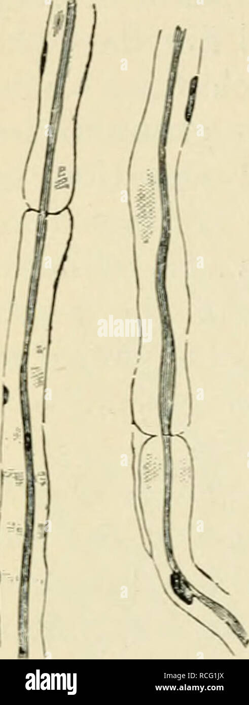 . Elements of histology. Histology. 146 Eleisients of Histology. 143 ...