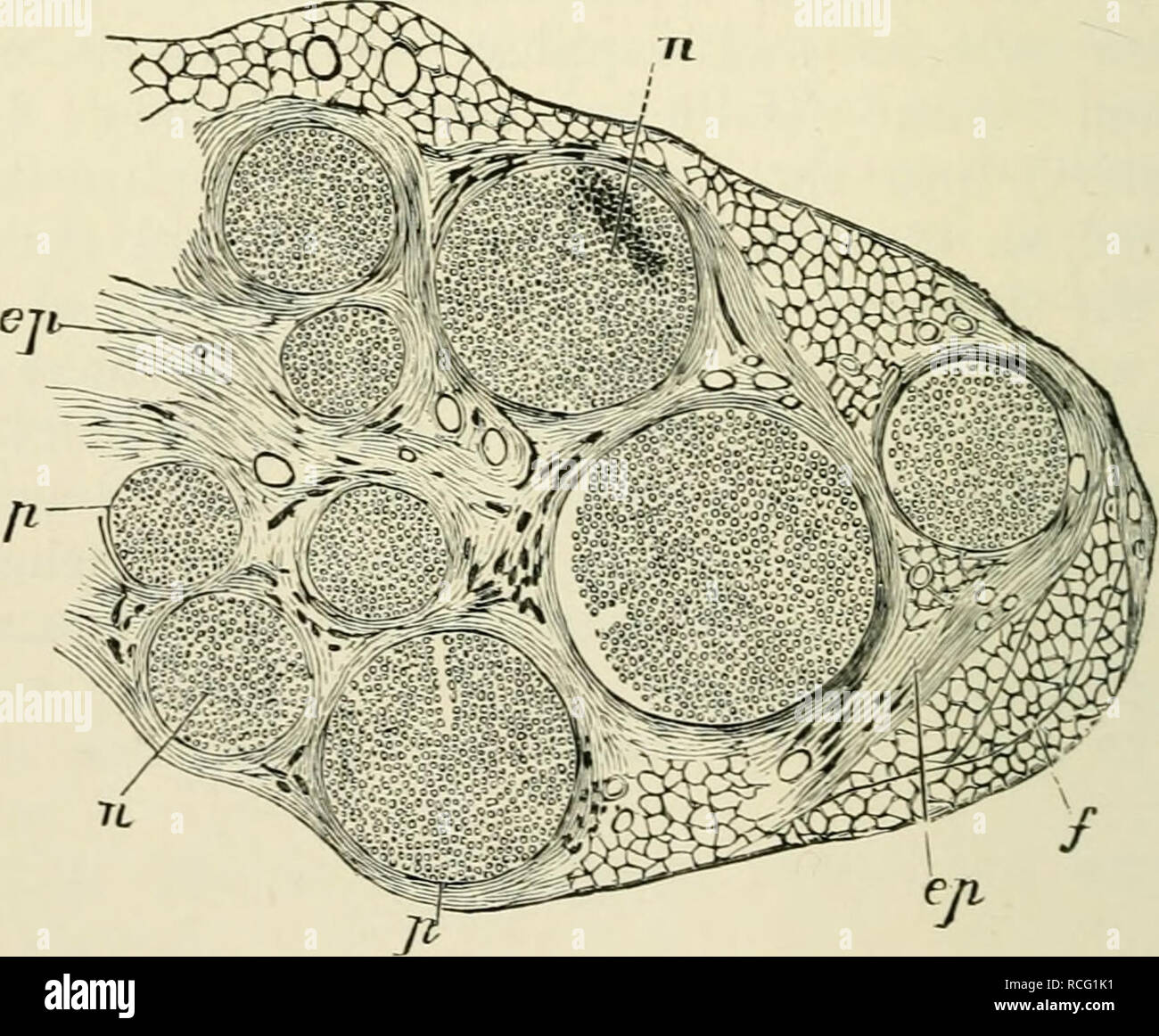 Peripheral Nerve Histology Cross Section
