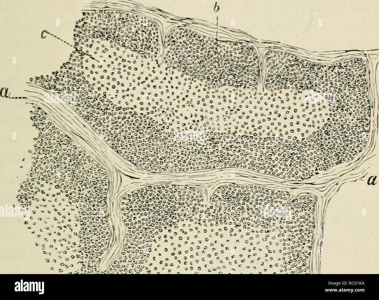 . Elements of histology. Histology. Simple Lymphatic Glands. 131 ...