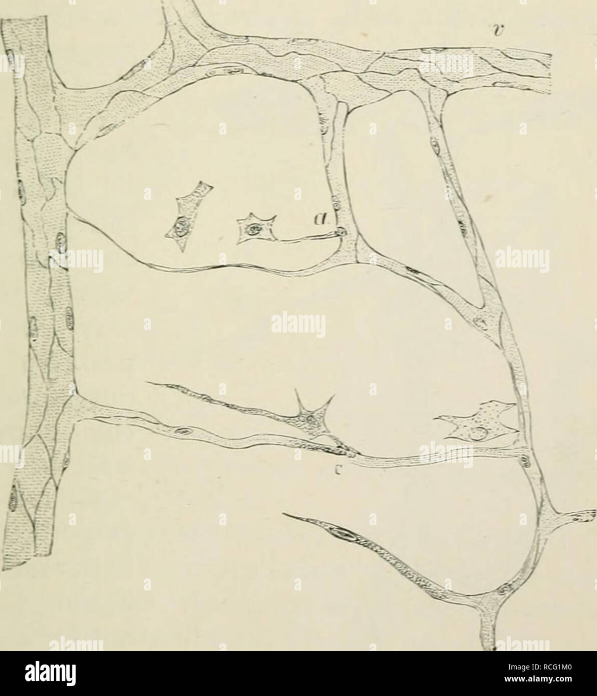 Diapedesis Histology