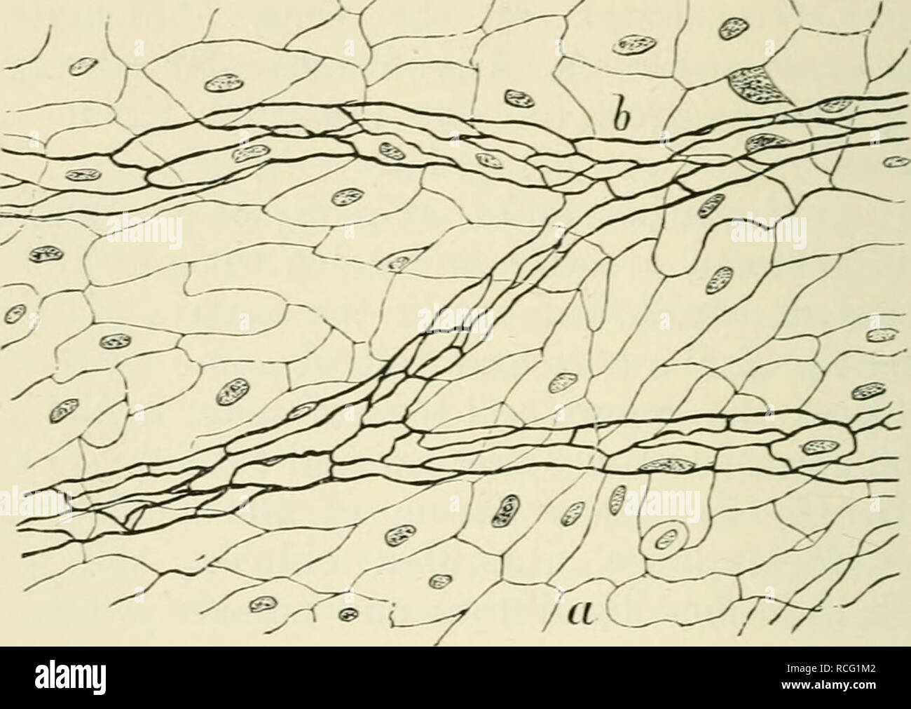 Blood capillaries histology hi-res stock photography and images - Alamy