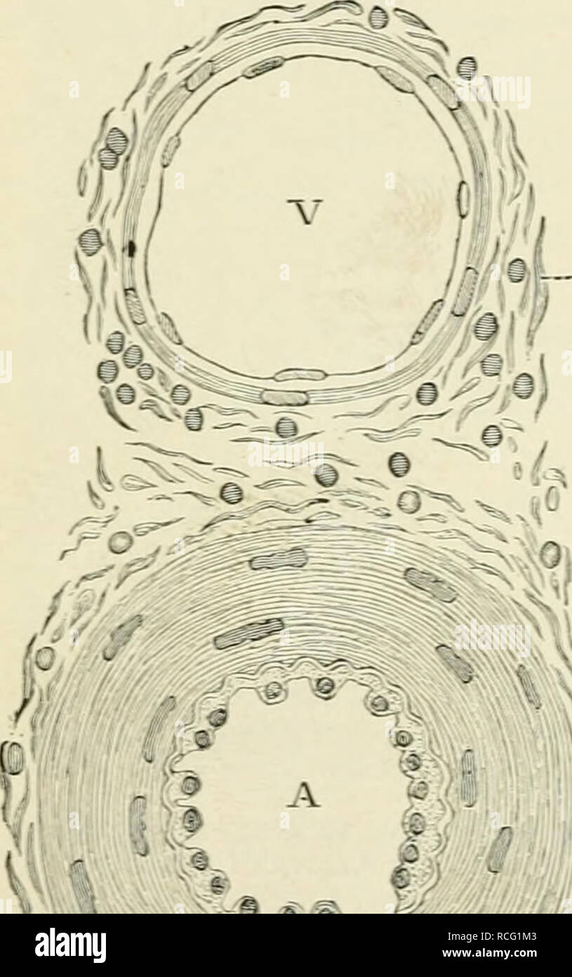 . Elements of histology. Histology. [o8 Elemexts of Histology ...