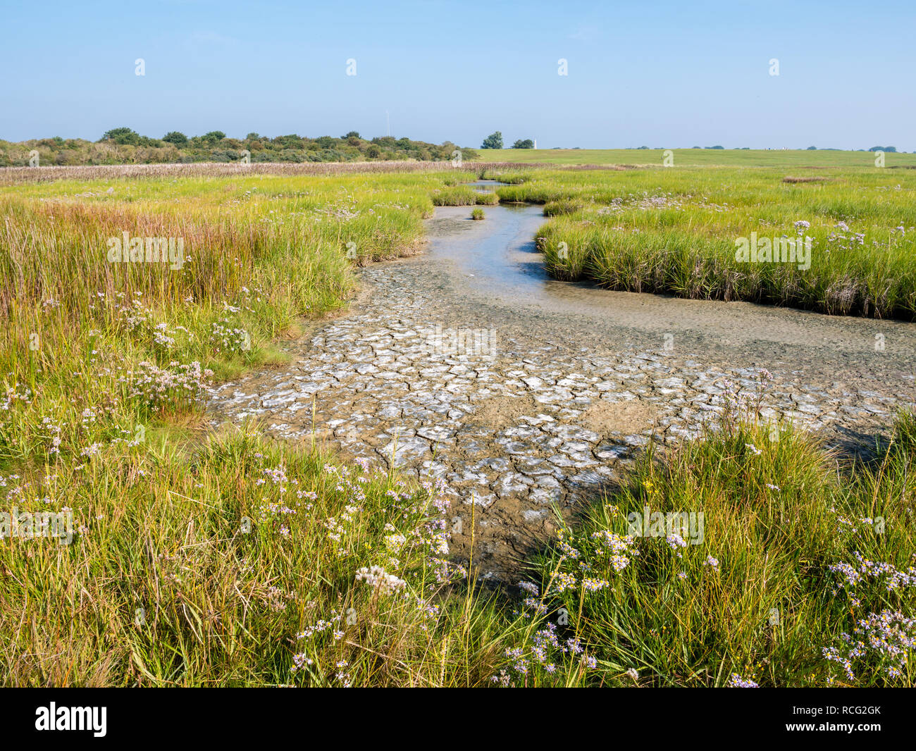 Panorama of salt marshes and tidal flats at low tide of Wadden Sea on ...