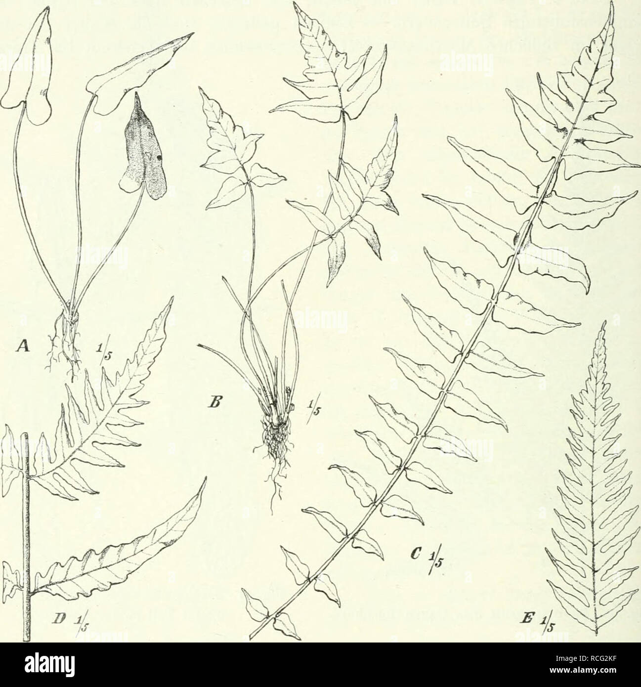 Seychellen und angola hi-res stock photography and images - Alamy