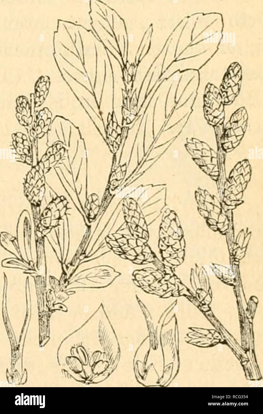 Phytocoris ulmi hi-res stock photography and images - Alamy