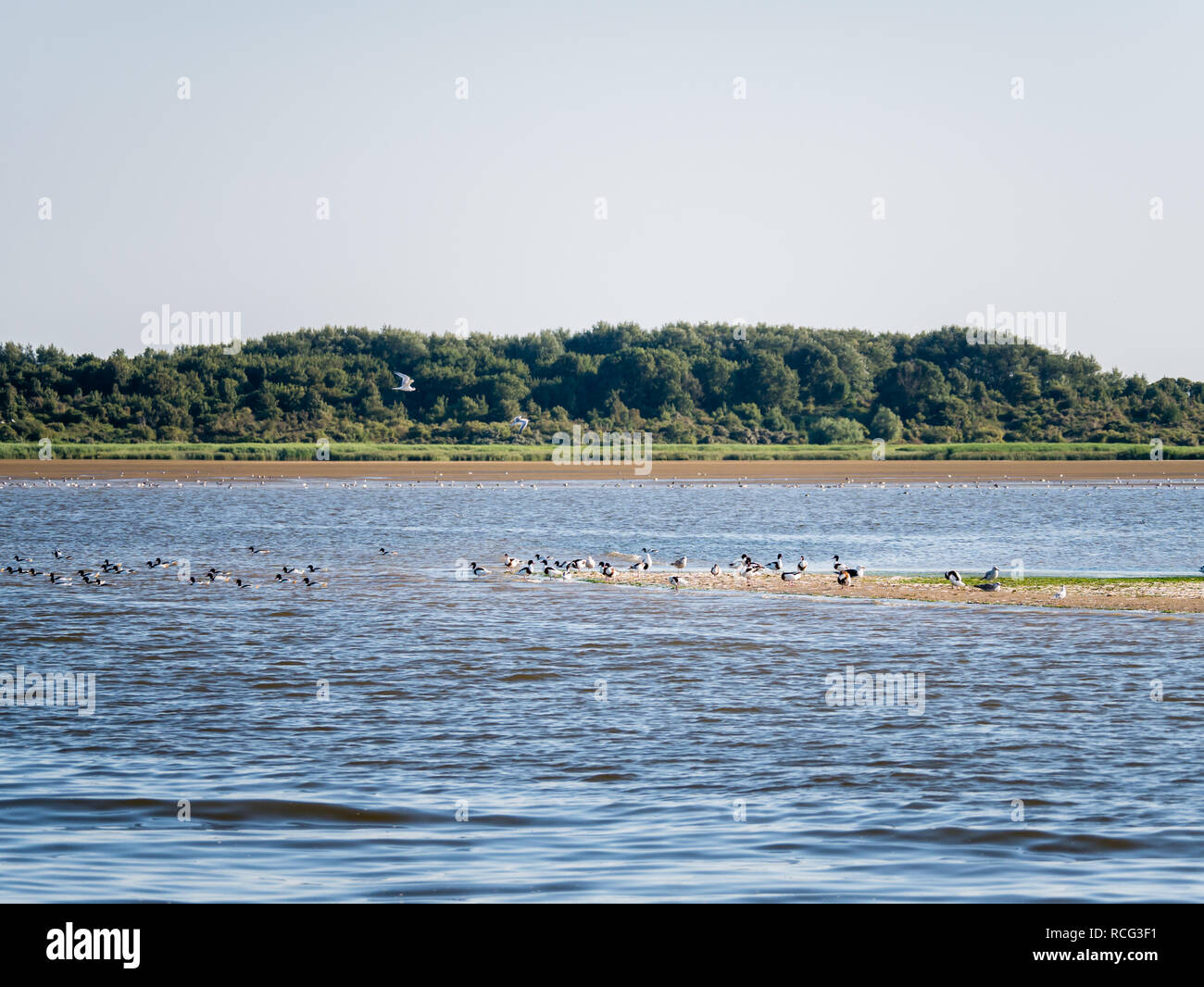 Common Shelducks High Resolution Stock Photography and Images - Alamy