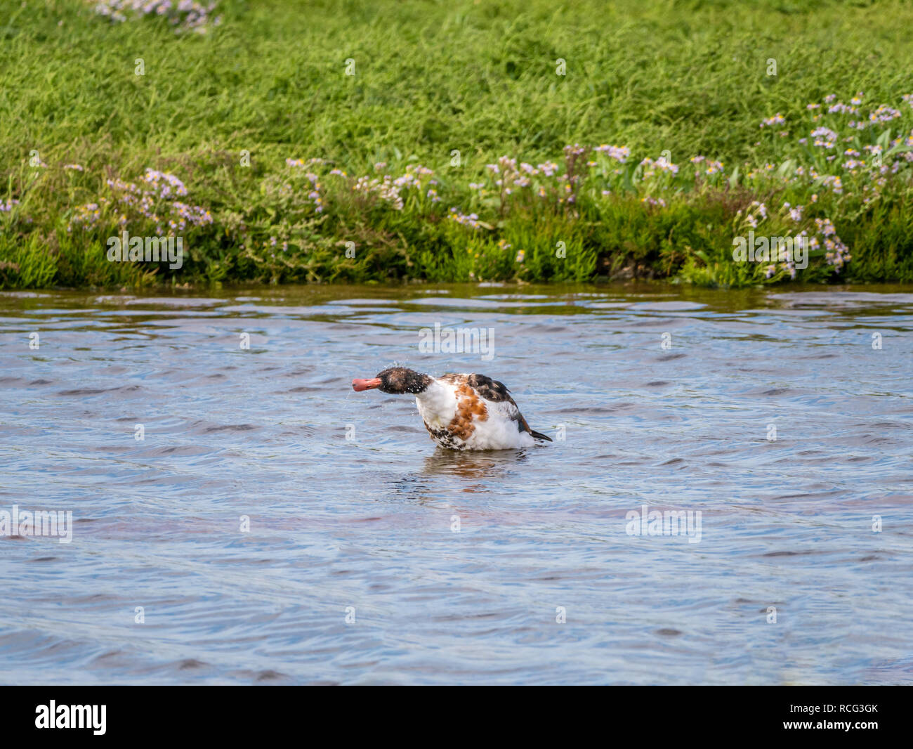 Shaking in water hi-res stock photography and images - Alamy