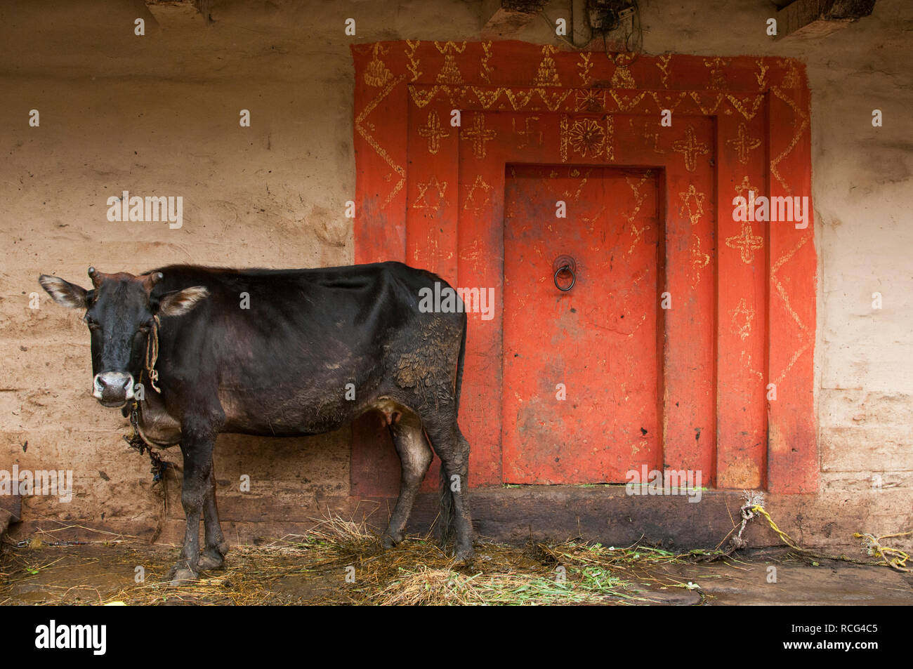 Indian cow in house hi-res stock photography and images - Alamy