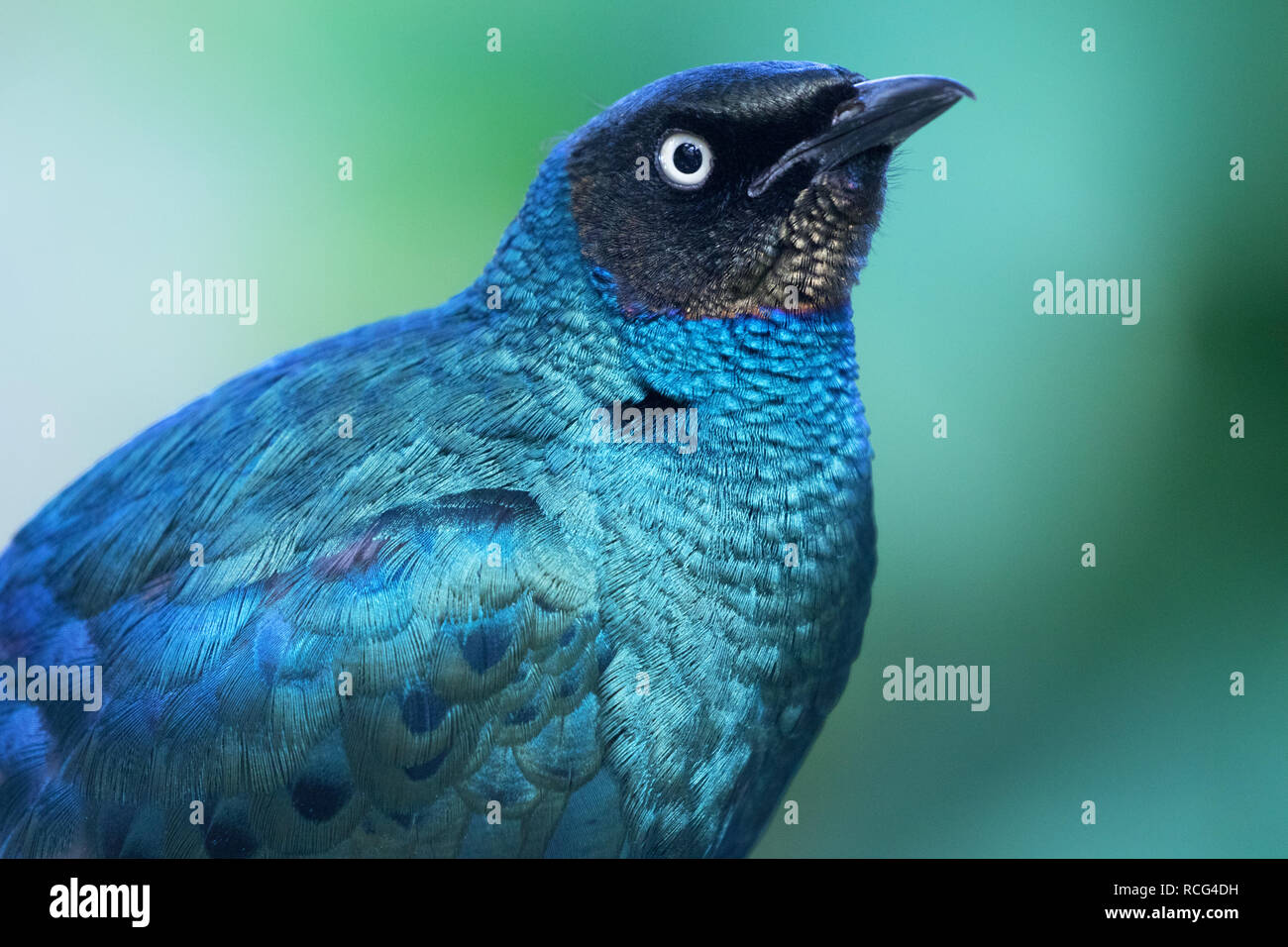 Blue and teal bird hi-res stock photography and images - Alamy