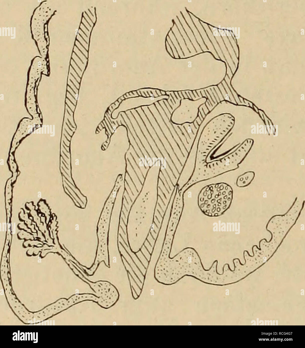 . Die Ontogenie der Primatenzähne;. Ontogeny; Teeth; Primates. 70 ...