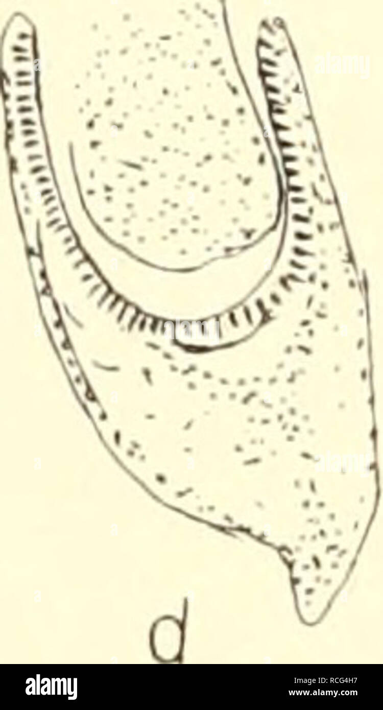 . Die Ontogenie der Primatenzähne : versuch einer Lösung der ...