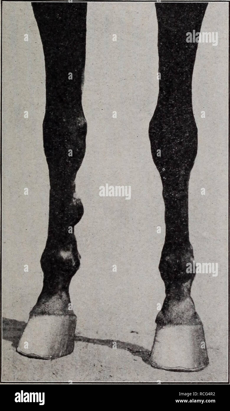 Horses foreleg hi-res stock photography and images - Alamy