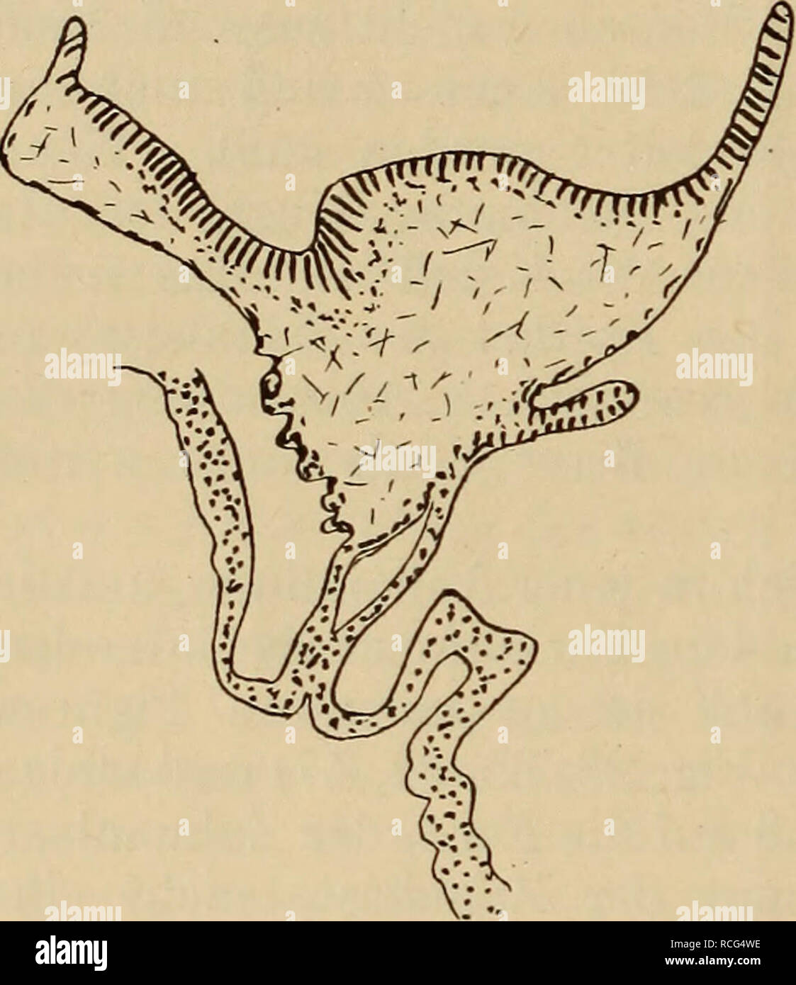 . Die Ontogenie der Primatenzähne;. Ontogeny; Teeth; Primates. 26 ...