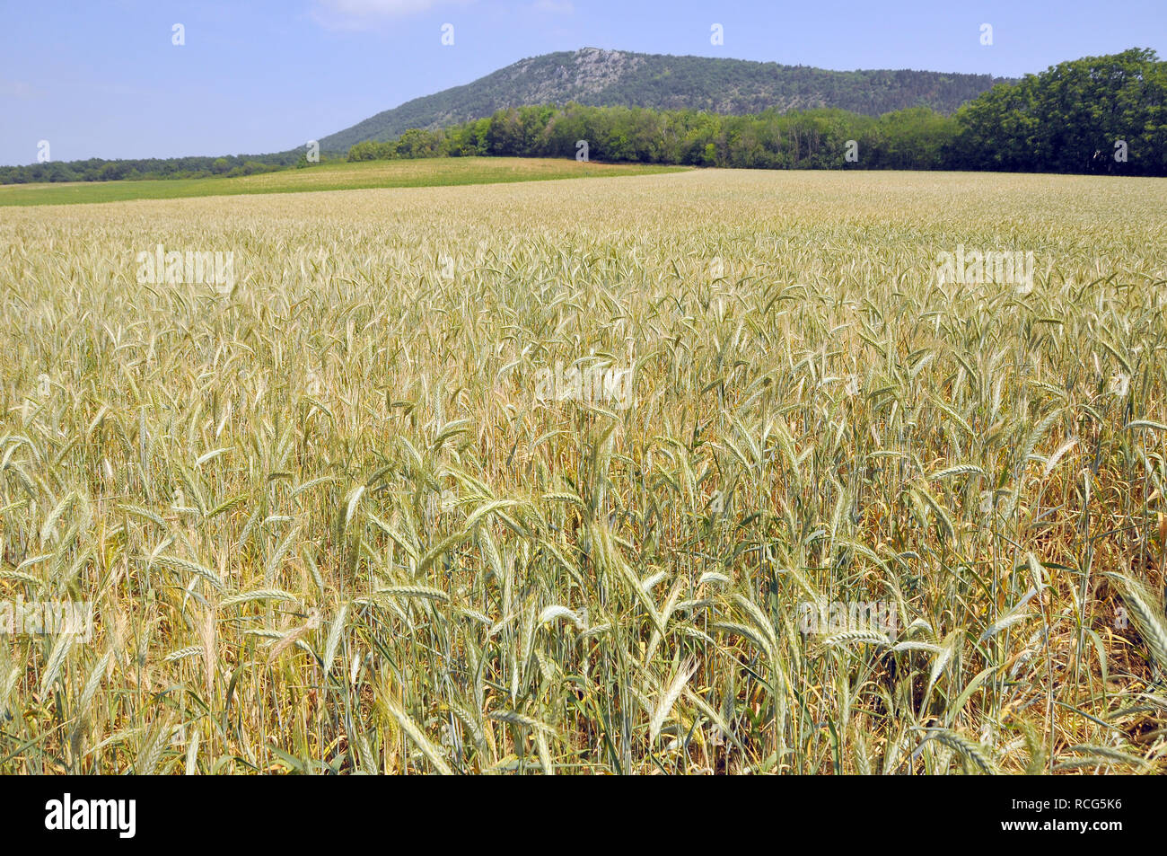 Rye, Roggen, rozs, Secale cereale Stock Photo - Alamy