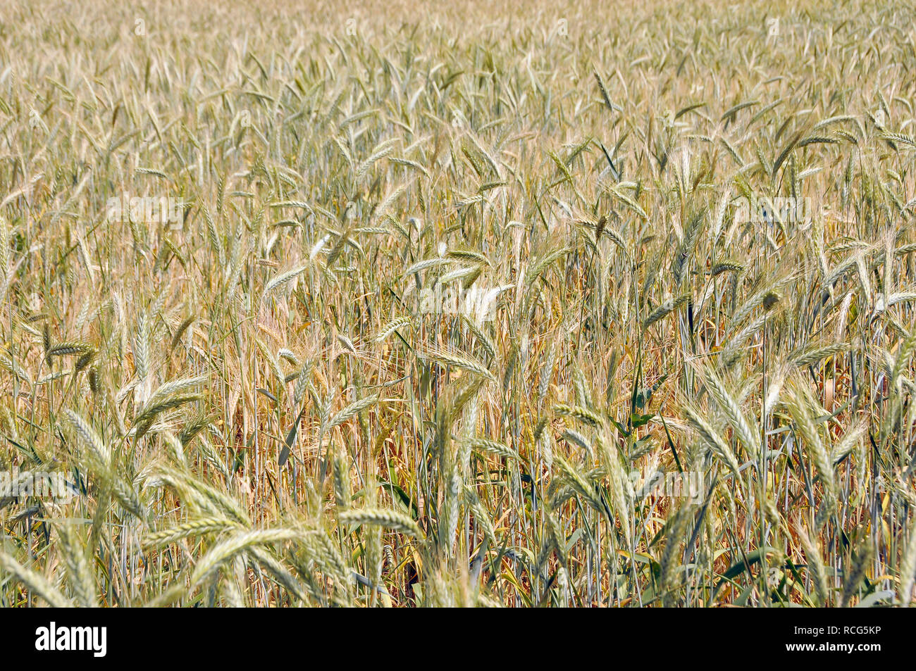 Rozs hi-res stock photography and images - Alamy