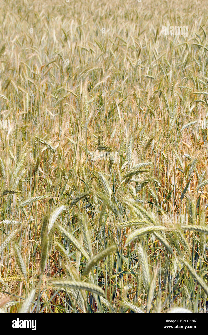 Rozs hi-res stock photography and images - Alamy