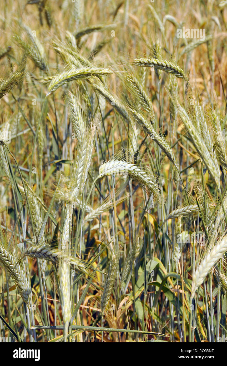 Rye, Roggen, rozs, Secale cereale Stock Photo - Alamy