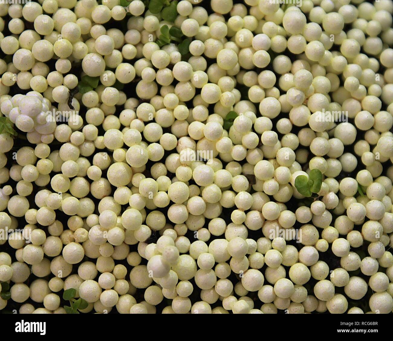Close up high resolution surface of plants and leaves Stock Photo - Alamy