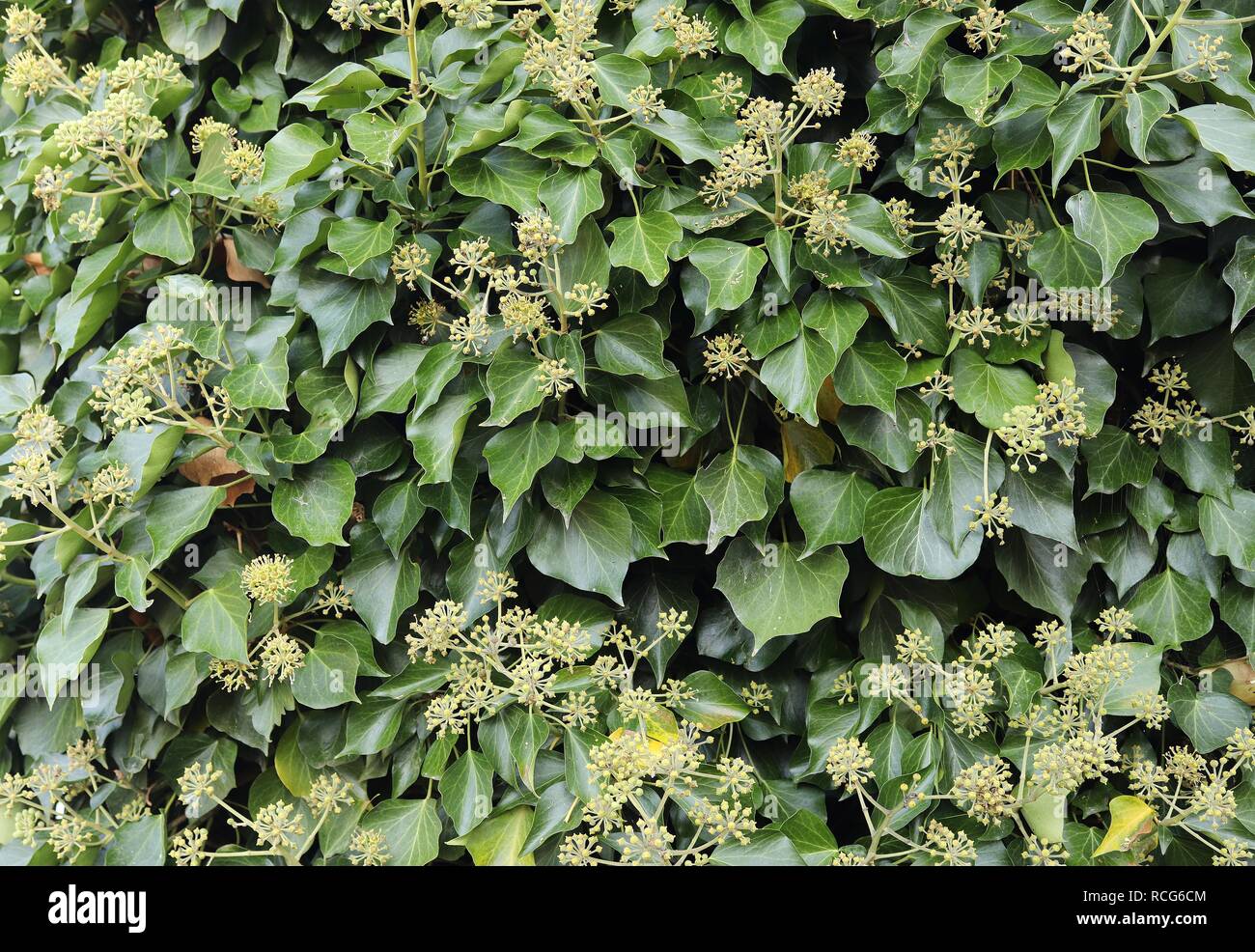 Close up high resolution surface of plants and leaves Stock Photo - Alamy