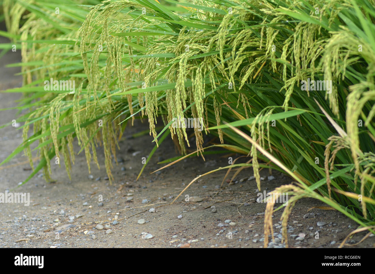 Paddy Husk High Resolution Stock Photography and Images - Alamy