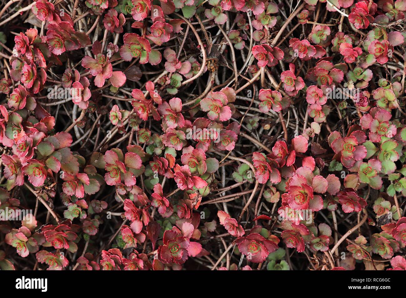 Close up high resolution surface of plants and leaves Stock Photo - Alamy