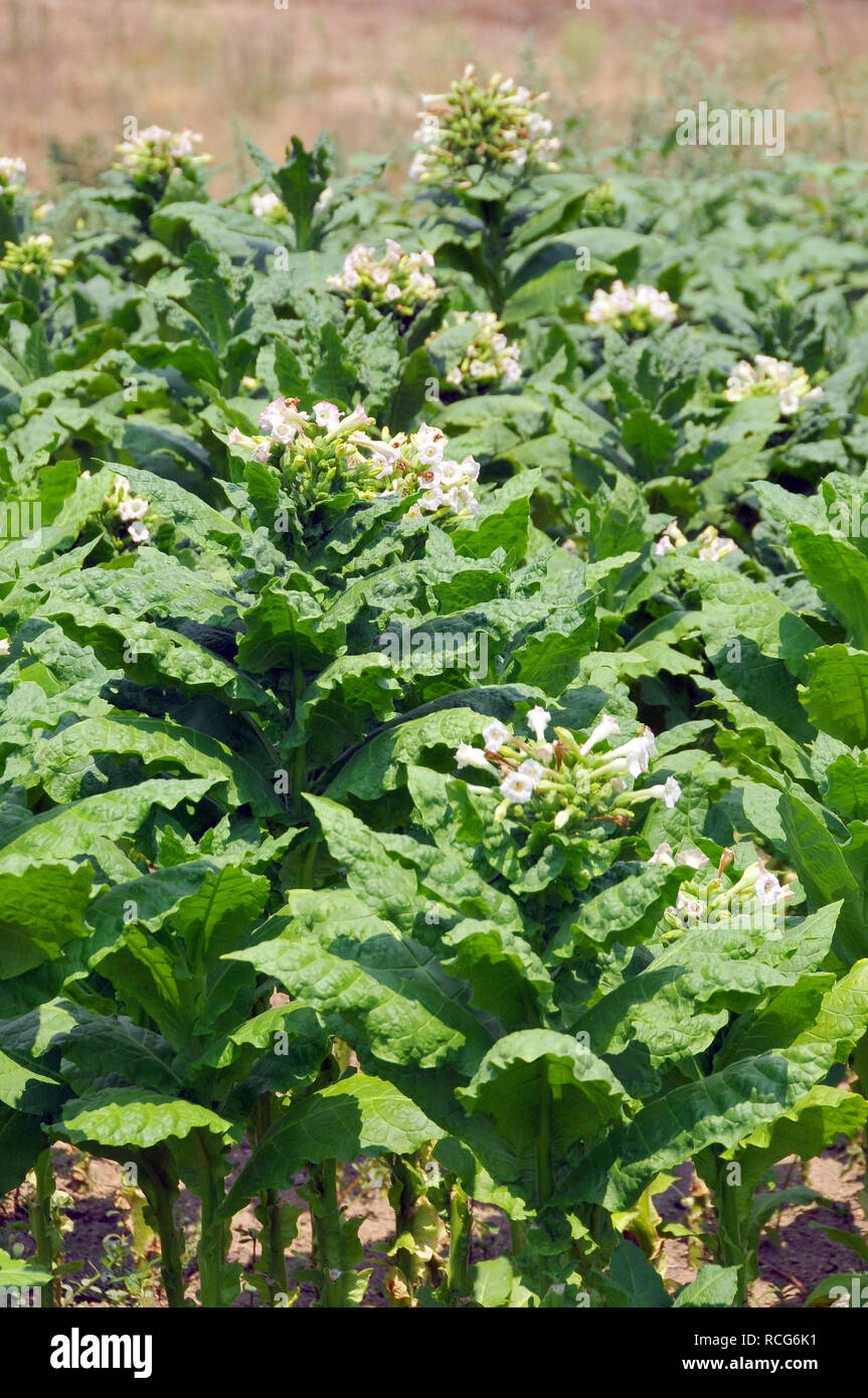 Tabak hi-res stock photography and images - Alamy
