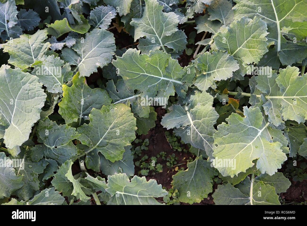 Close up high resolution surface of plants and leaves Stock Photo - Alamy