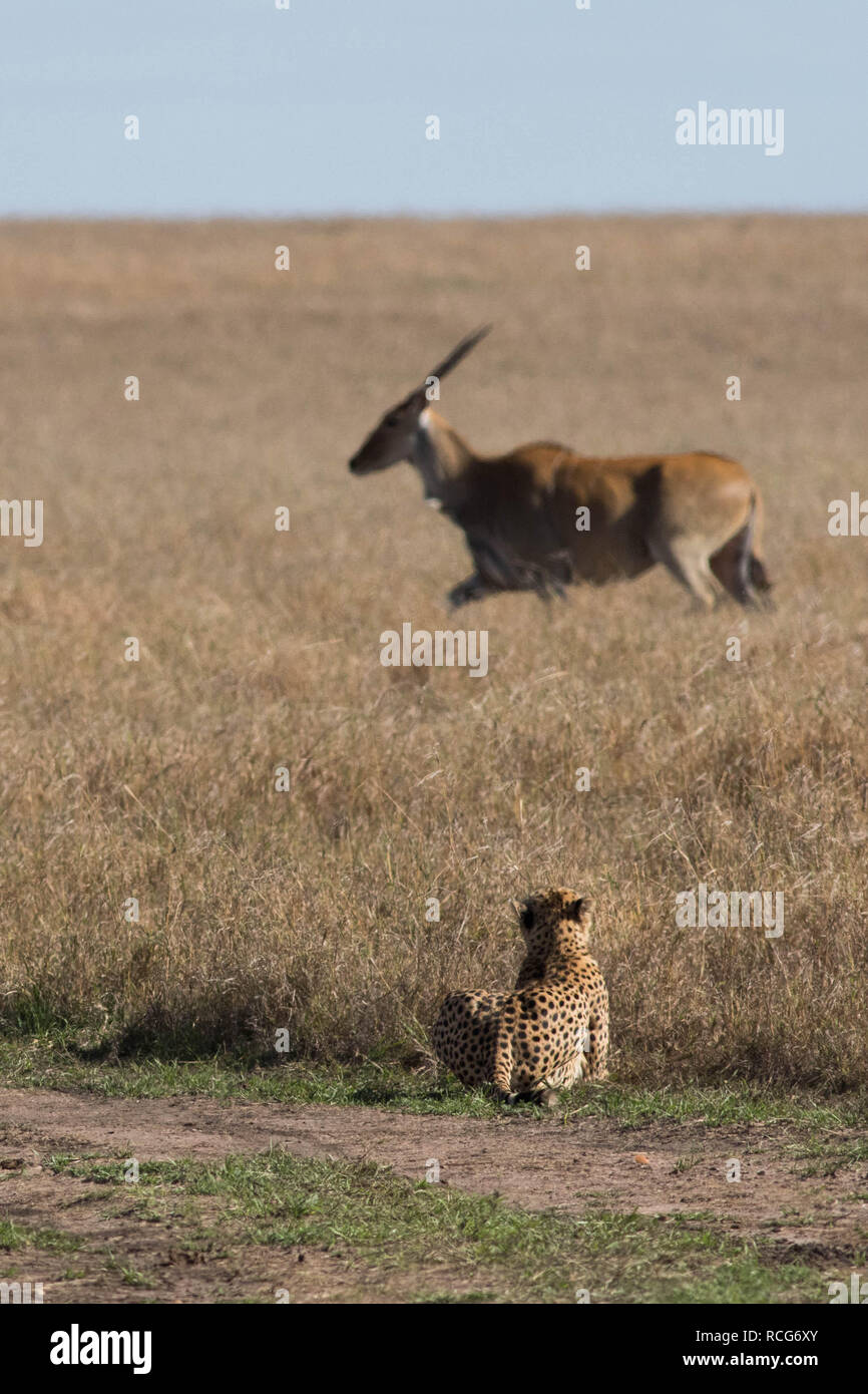 African cheetas hi-res stock photography and images - Alamy