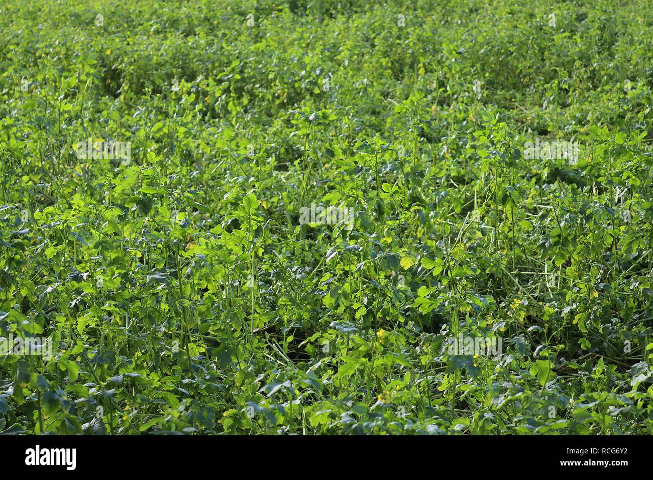 Close up high resolution surface of plants and leaves Stock Photo - Alamy