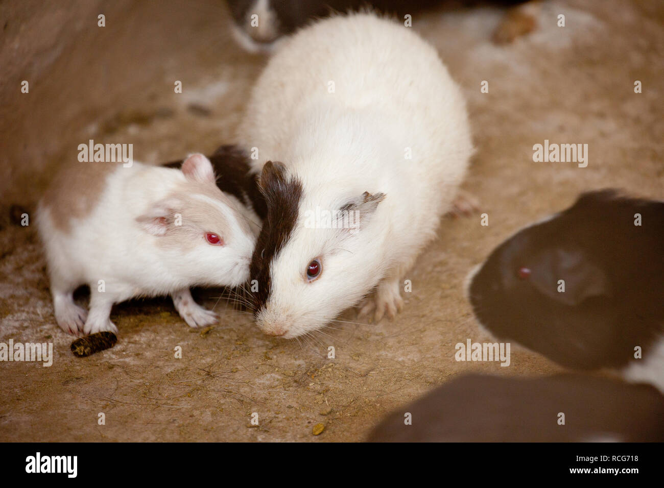 Eatable rat in Huaca Pucllana ,archaelogical site in Lima,Peru Stock ...