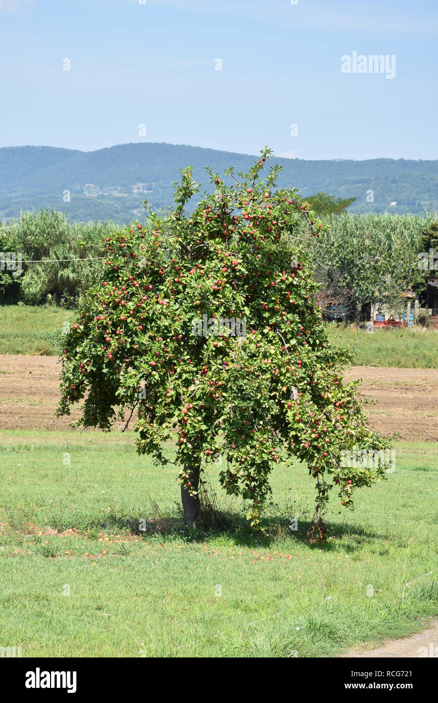 view of red apple plant by day Stock Photo - Alamy